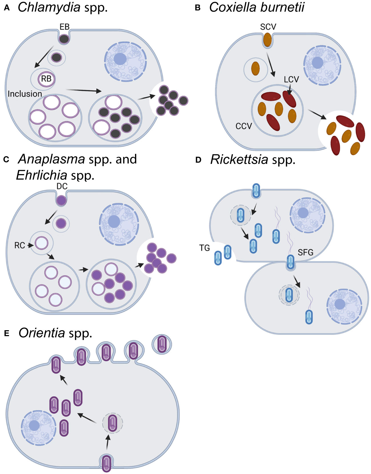 Frontiers Recent Advances In Genetic Systems In Obligate