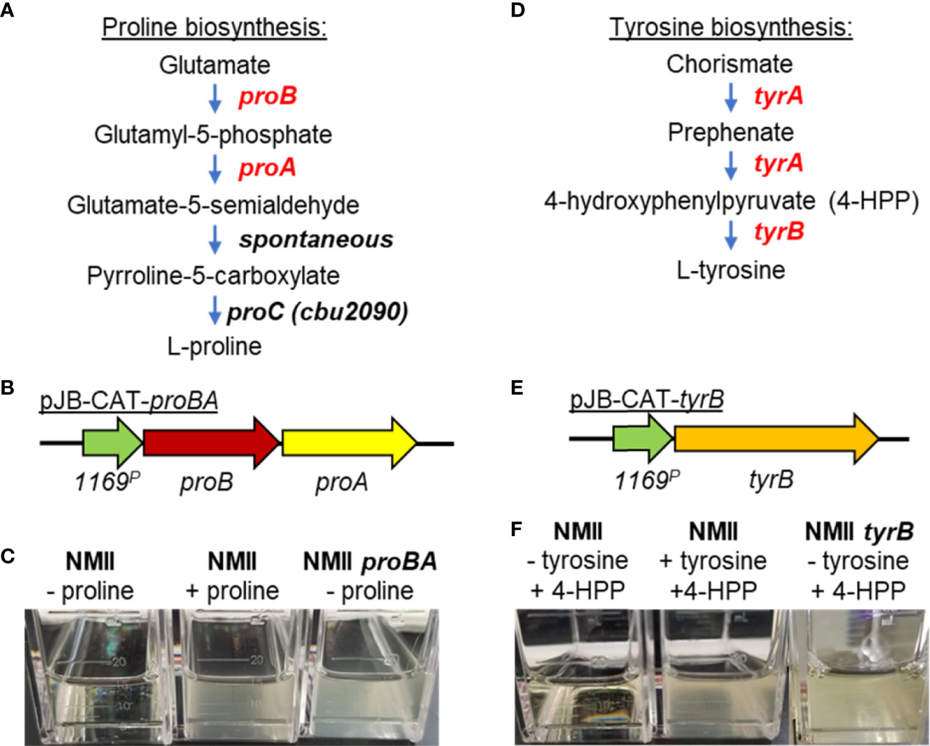 Frontiers Recent Advances In Genetic Systems In Obligate
