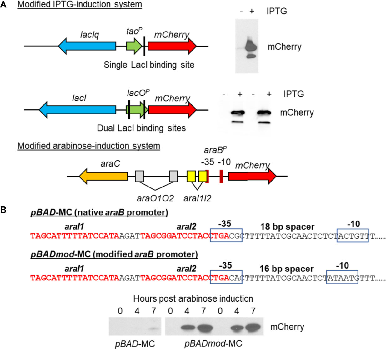 Frontiers Recent Advances In Genetic Systems In Obligate