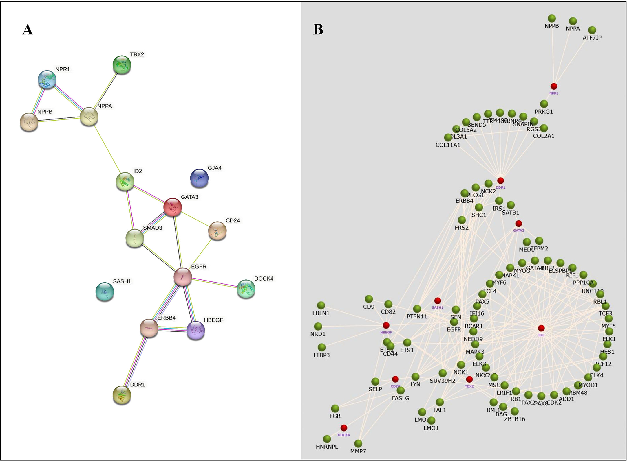 Frontiers | Identification and validation of differentially expressed ...
