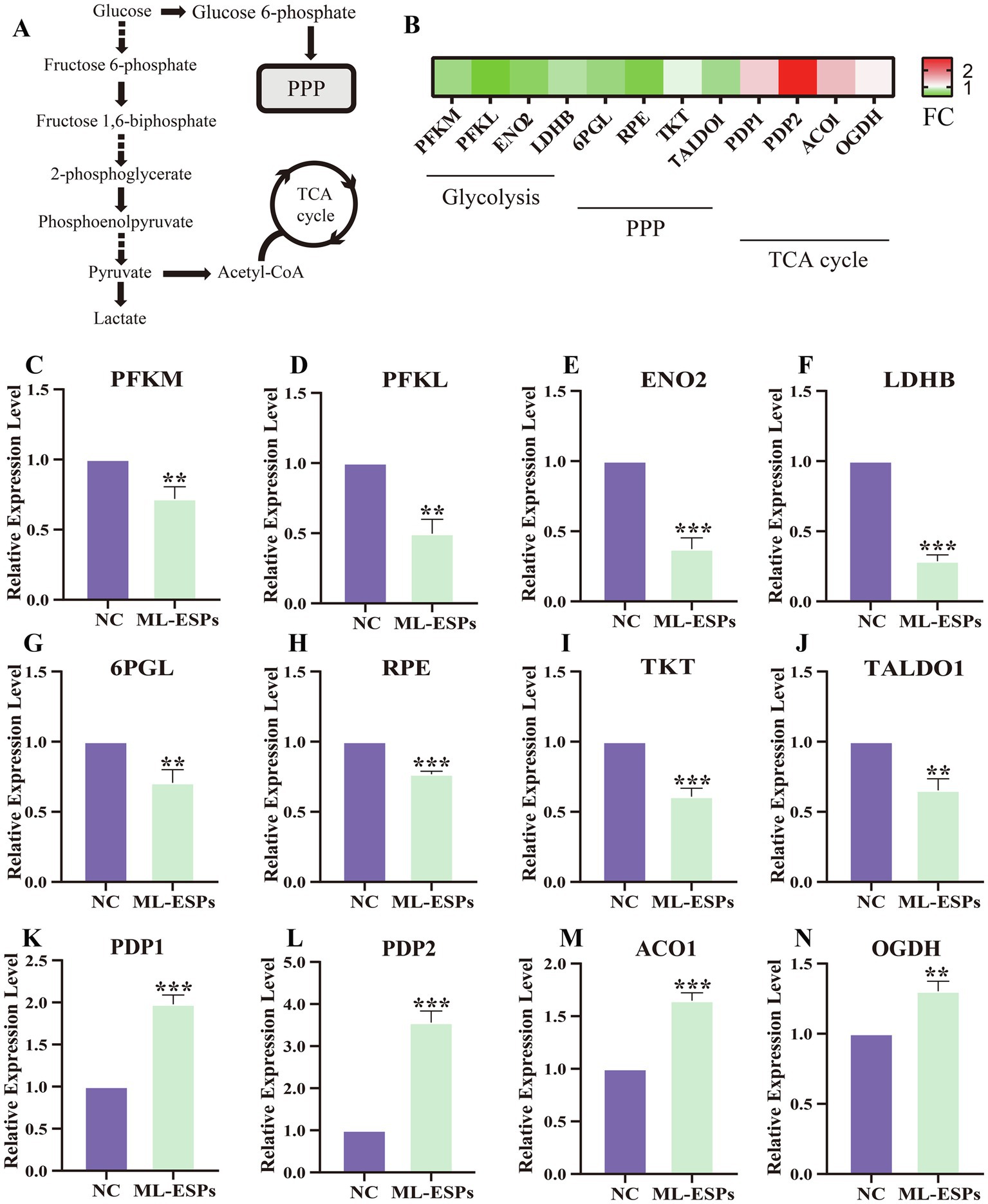 Frontiers Transcriptome Profiling Of A549 Non Small Cell Lung Cancer