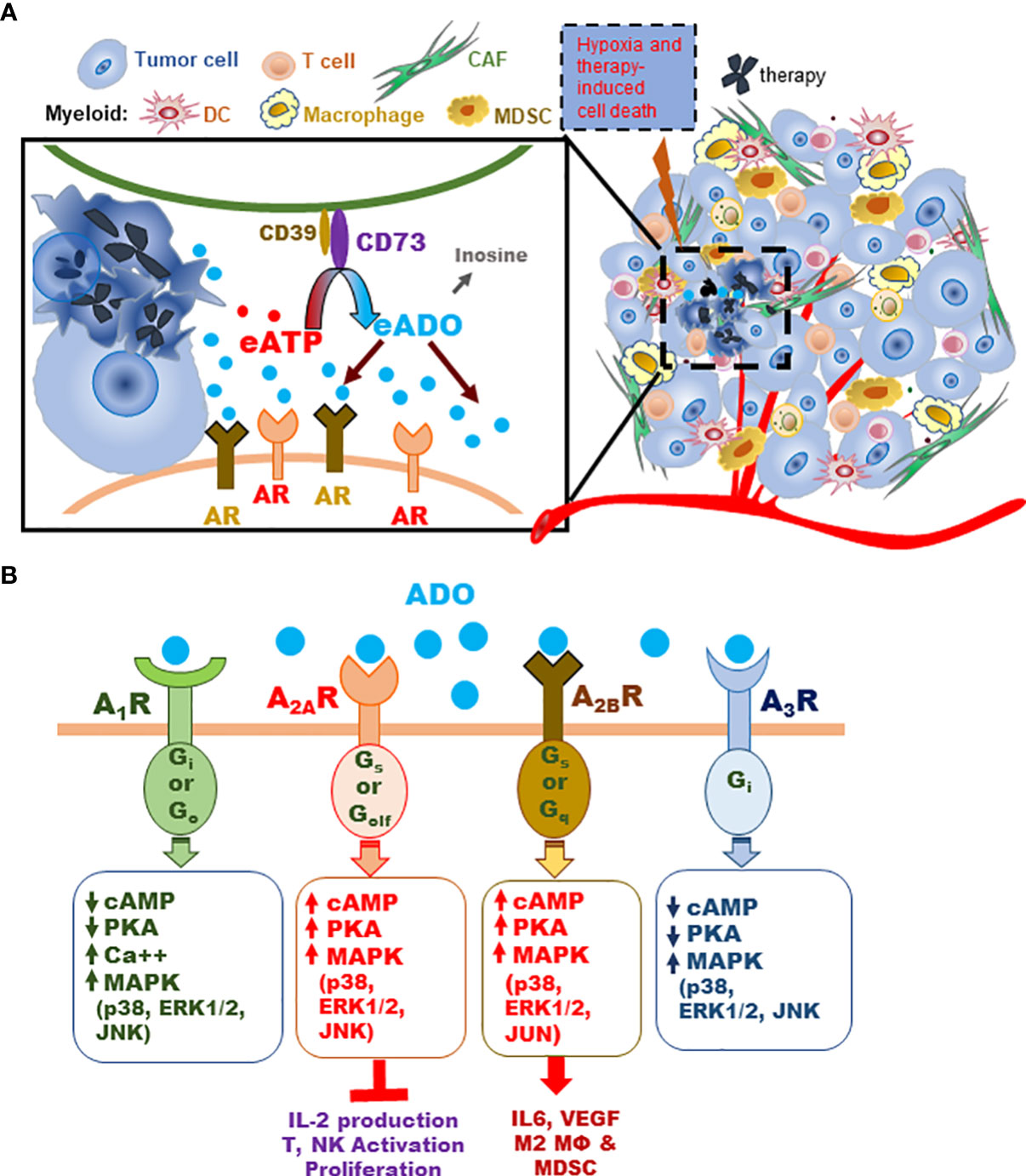 Frontiers | Inhibitors of the CD73-adenosinergic checkpoint as promising combinatory agents for ...
