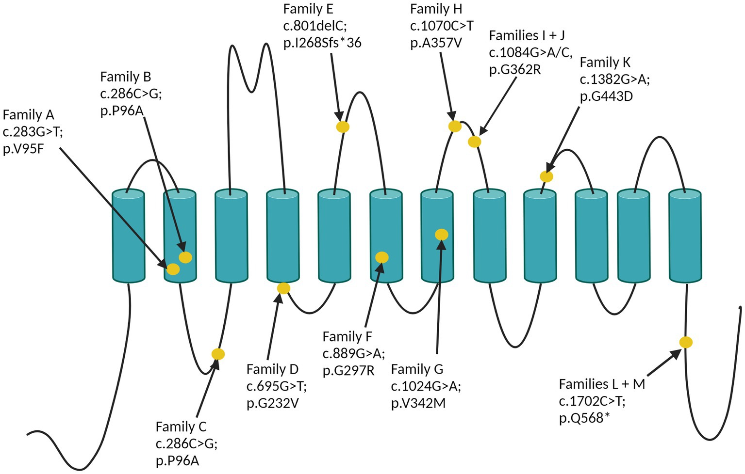 Frontiers | Intrafamilial variability in SLC6A1-related neurodevelopmental disorders