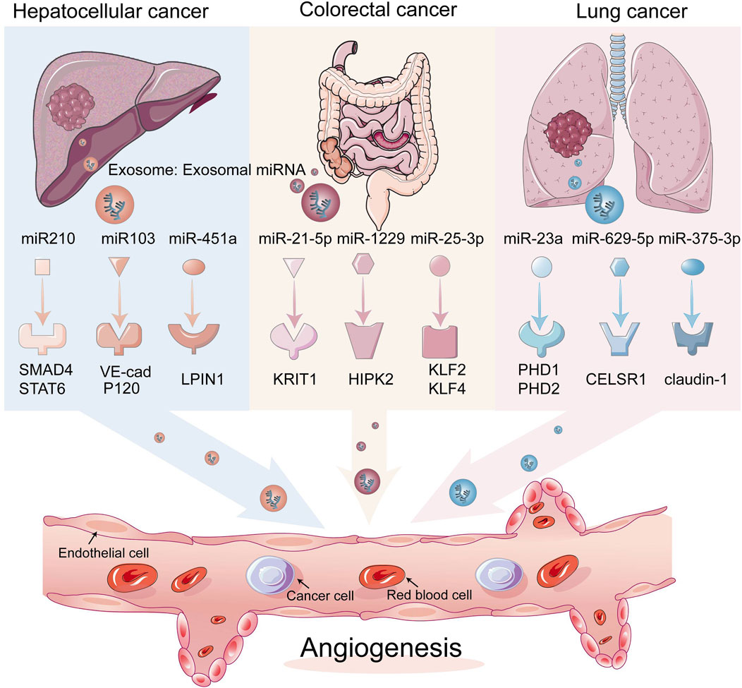 Frontiers Emerging Role Of Exosome Derived Non Coding Rnas In Tumor