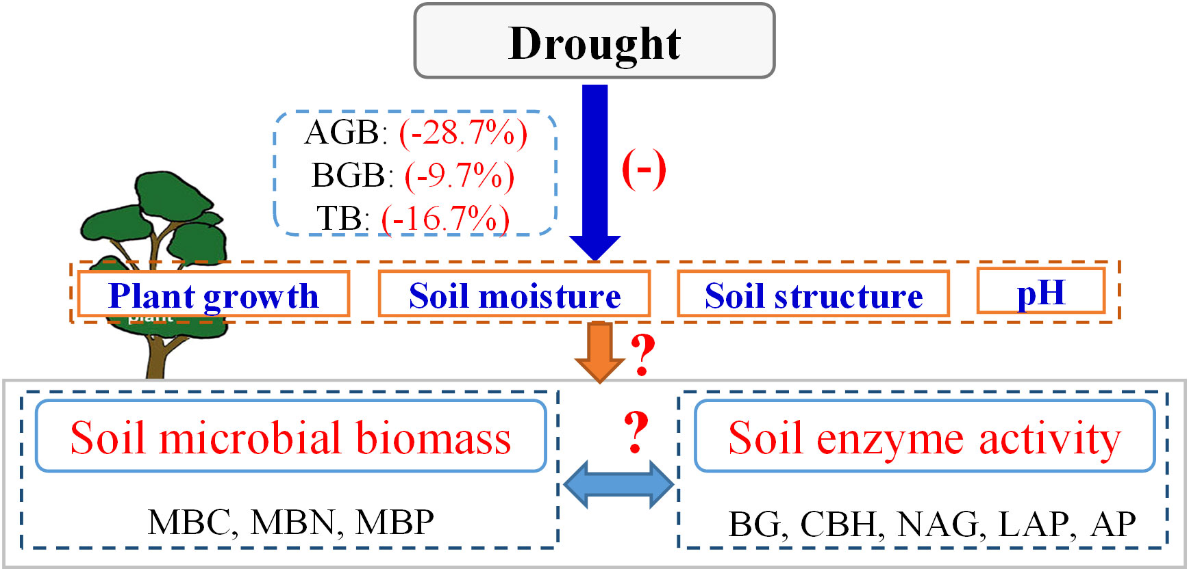Frontiers | Impact of drought on soil microbial biomass and extracellular enzyme activity