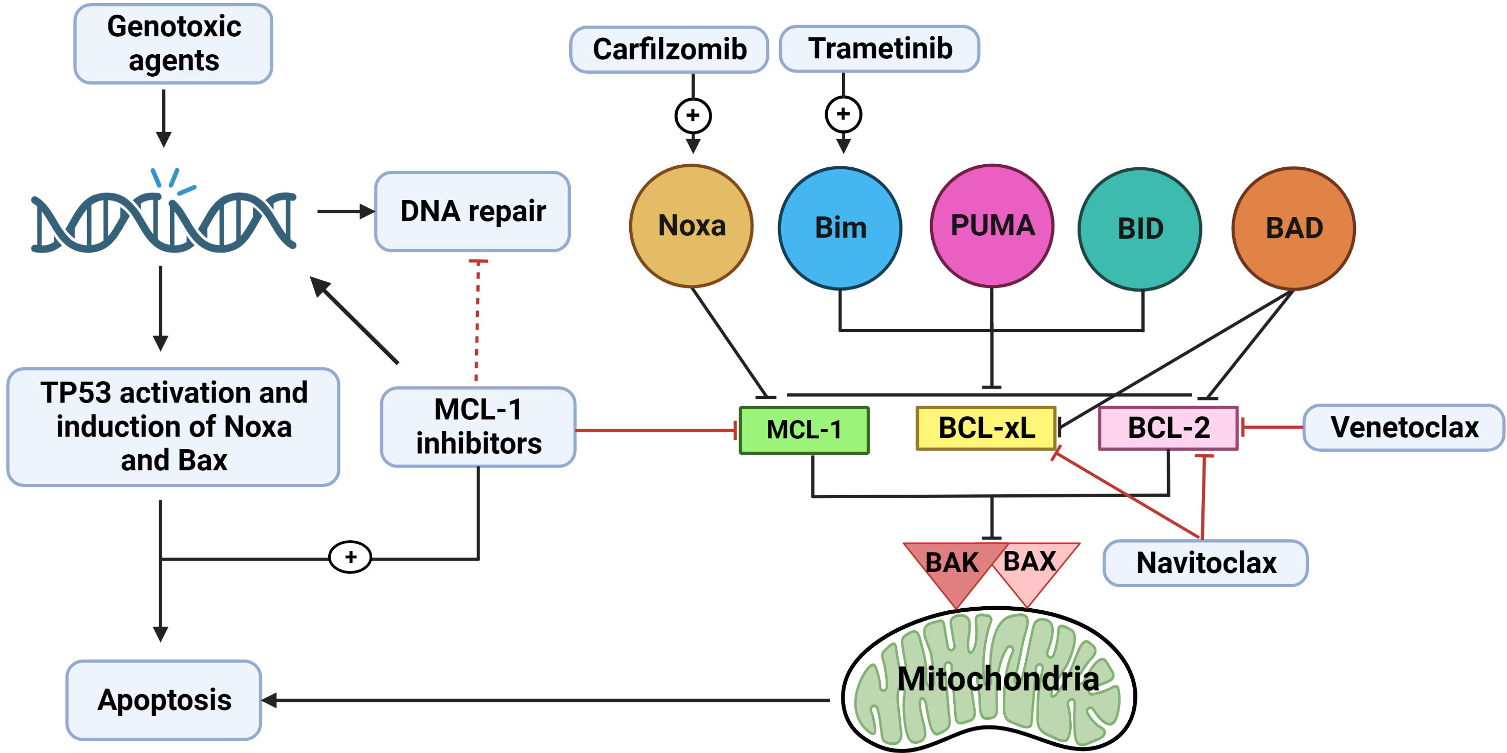 Frontiers | Targeting MCL-1 protein to treat cancer: opportunities and challenges