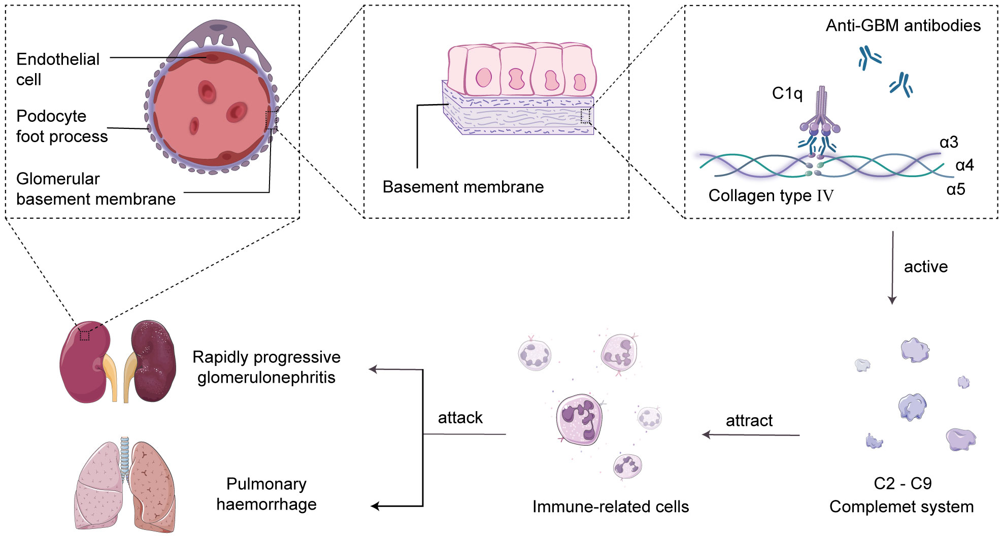 Frontiers Unleashing The Power Of Complement Activation Unraveling