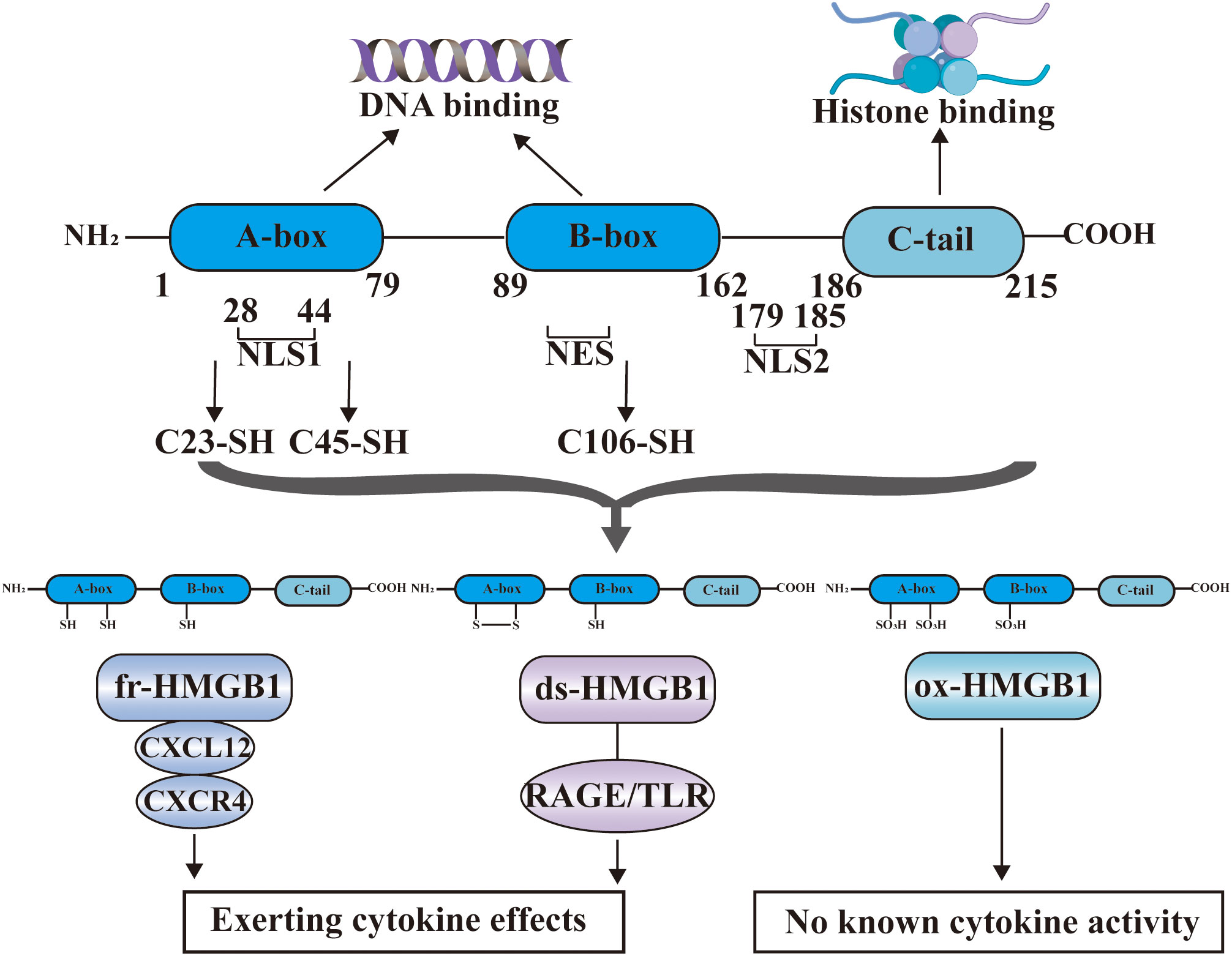 Frontiers | HMGB1: a double-edged sword and therapeutic target in the female reproductive system