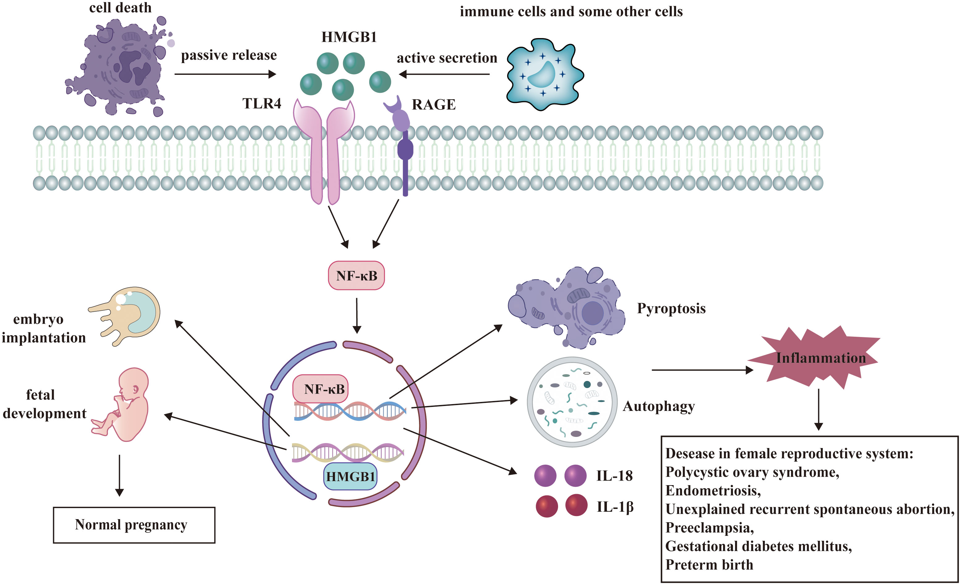 Frontiers | HMGB1: a double-edged sword and therapeutic target in the female reproductive system