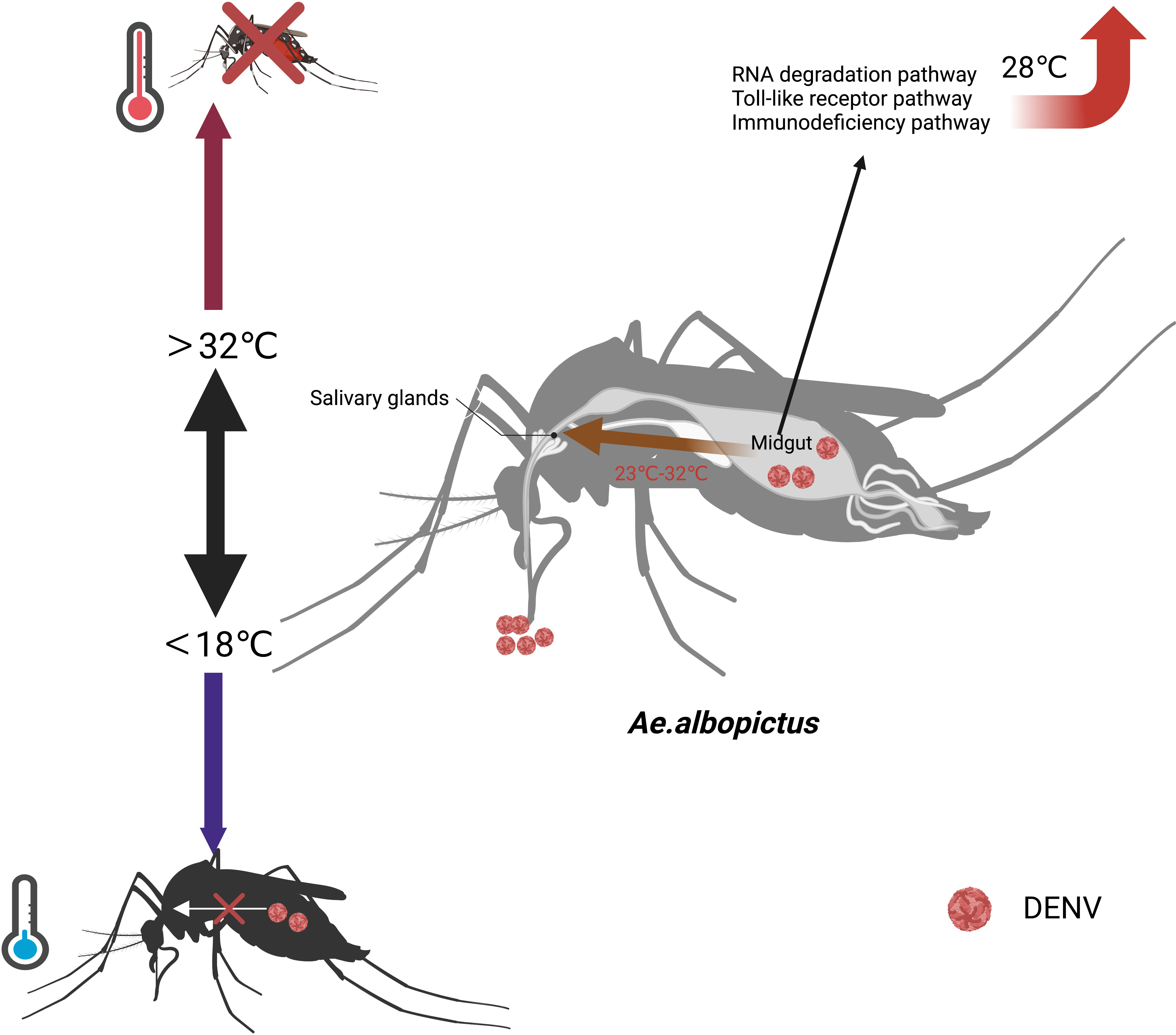 Frontiers | The effect of temperature on dengue virus transmission by Aedes mosquitoes