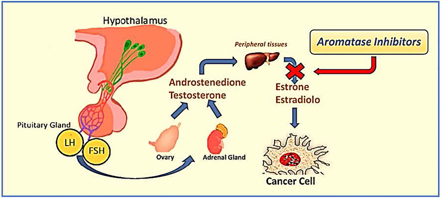 Frontiers Aromatase Inhibitors The Journey From The State Of The Art