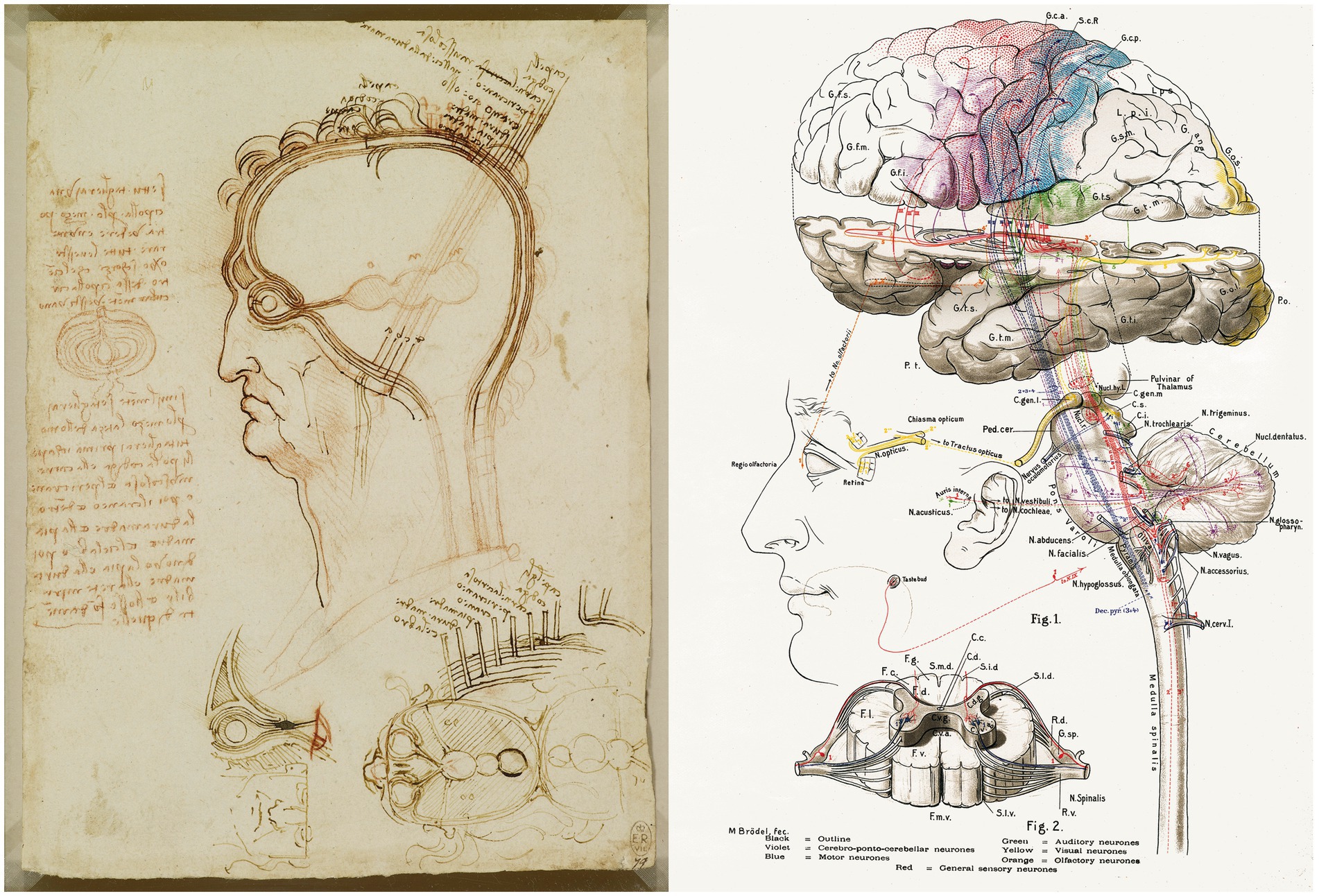 how to draw like leonardo da vinci