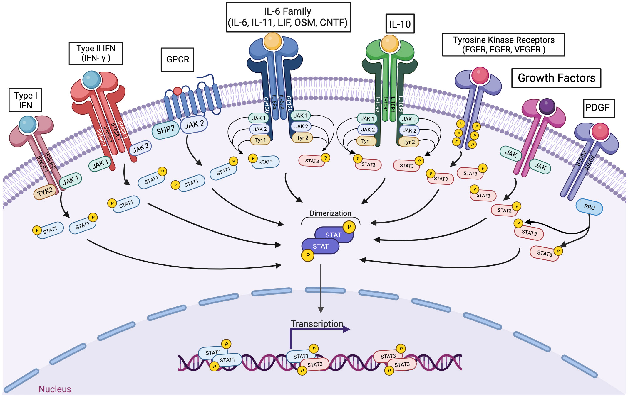 Frontiers The Complementary Roles Of Stat3 And Stat1 In Cancer