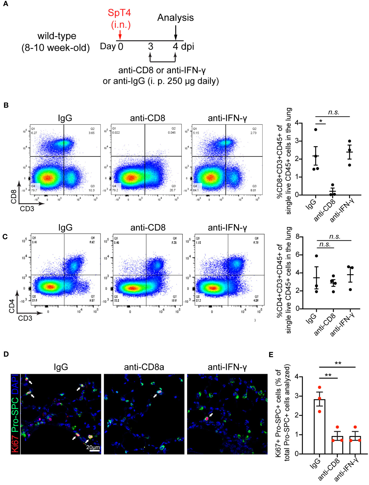 Frontiers | CD8 T cell response and its released cytokine IFN-γ are necessary for lung alveolar ...