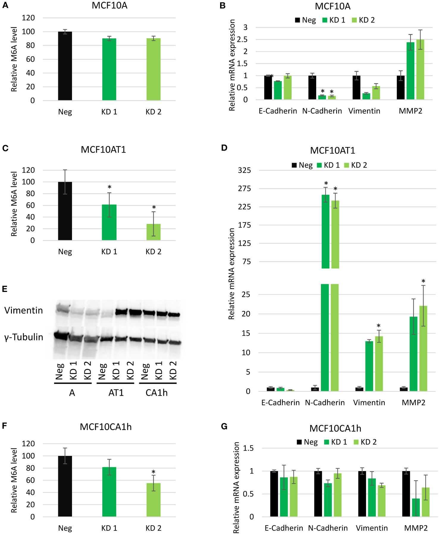 Frontiers M6a Regulates Breast Cancer Proliferation And Migration