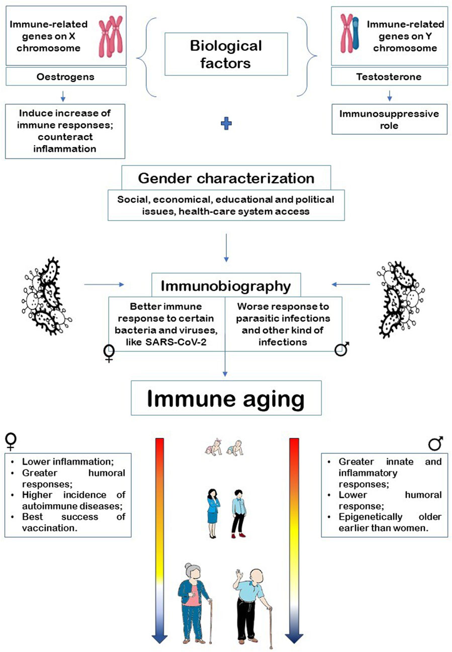 Frontiers Sex And Gender Affect Immune Aging