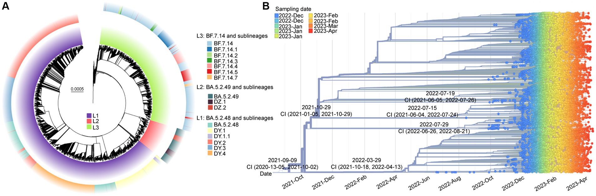 Frontiers | Genomic evolution of BA.5.2 and BF.7.14 derived lineages causing SARS-CoV-2 outbreak ...