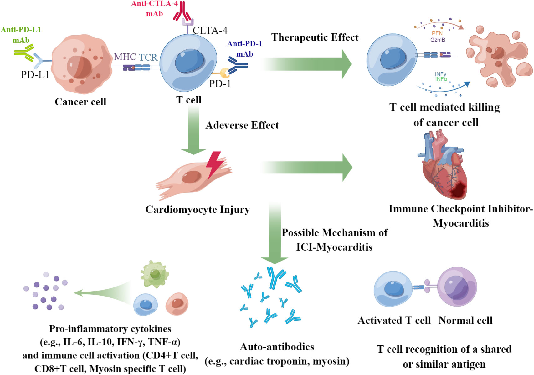 Frontiers Immune Checkpoint Inhibitor Associated Myocarditis A