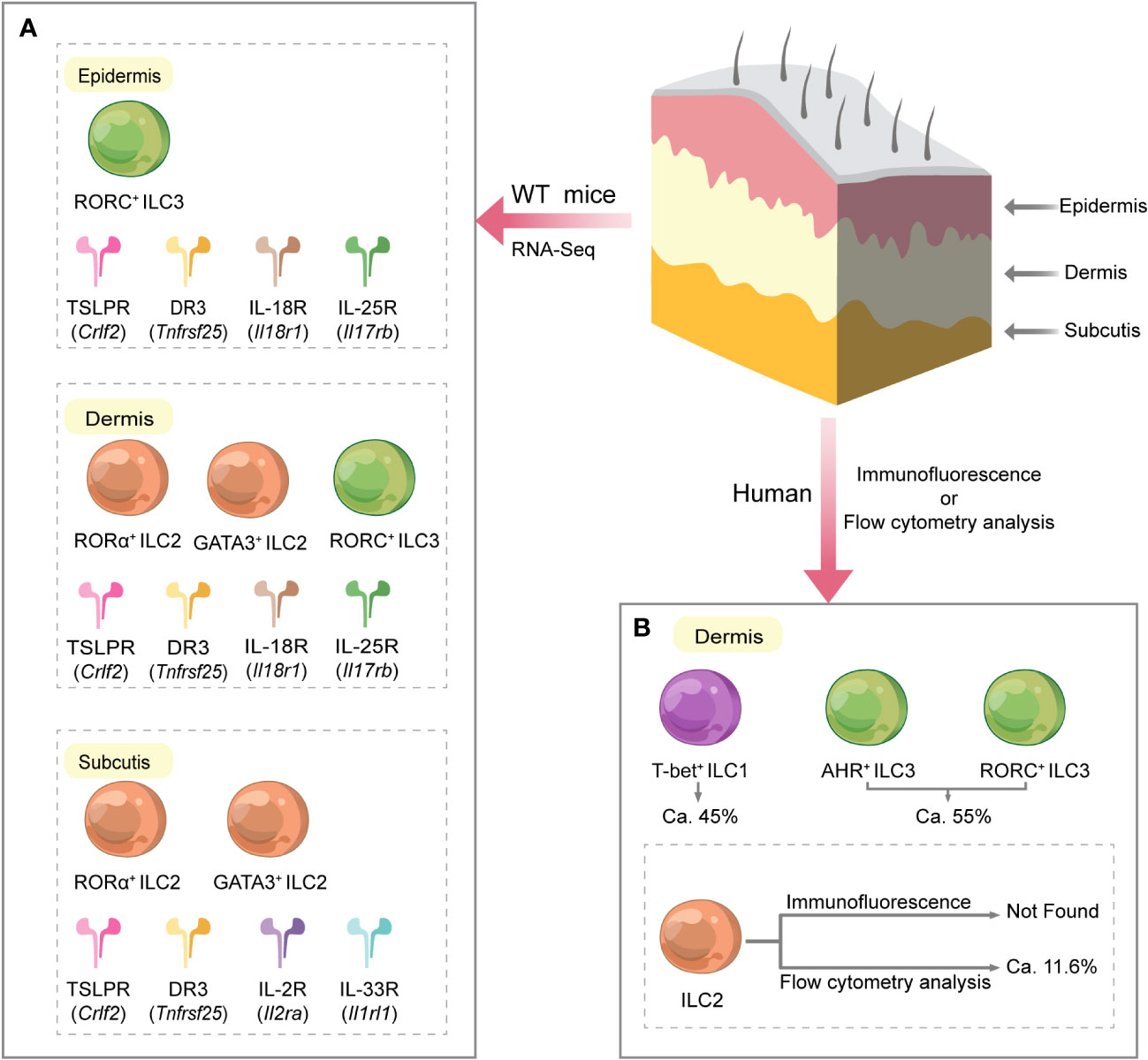 Frontiers Innate Lymphoid Cells A New Key Player In Atopic Dermatitis
