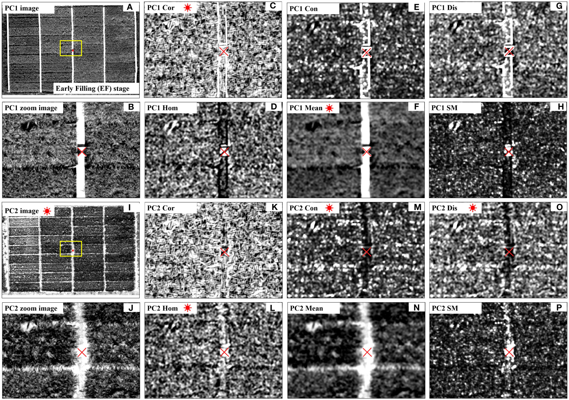 Frontiers | Optimizing window size and directional parameters of GLCM texture features for ...