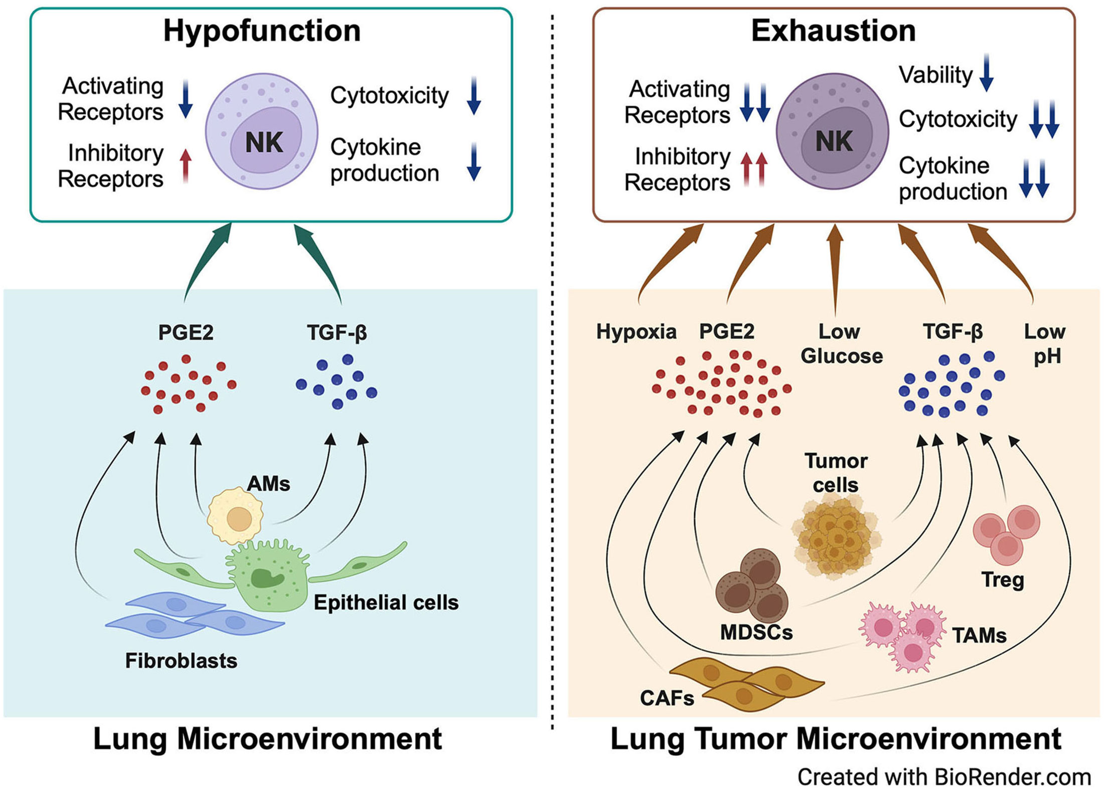 Frontiers | Modulation of natural killer cell exhaustion in the lungs: the key components from ...
