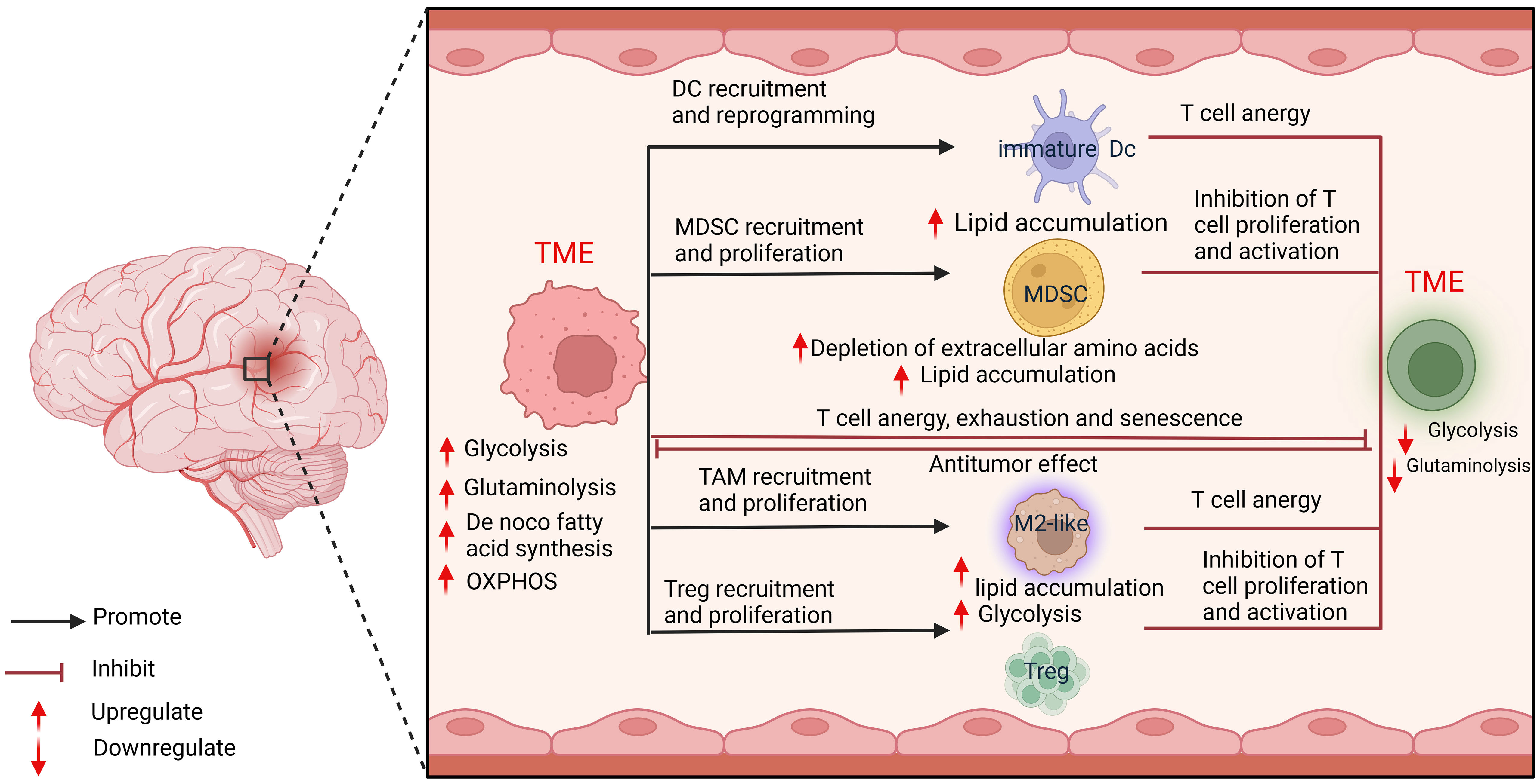 Frontiers | Alterations in cellular metabolism under different grades of glioma staging ...