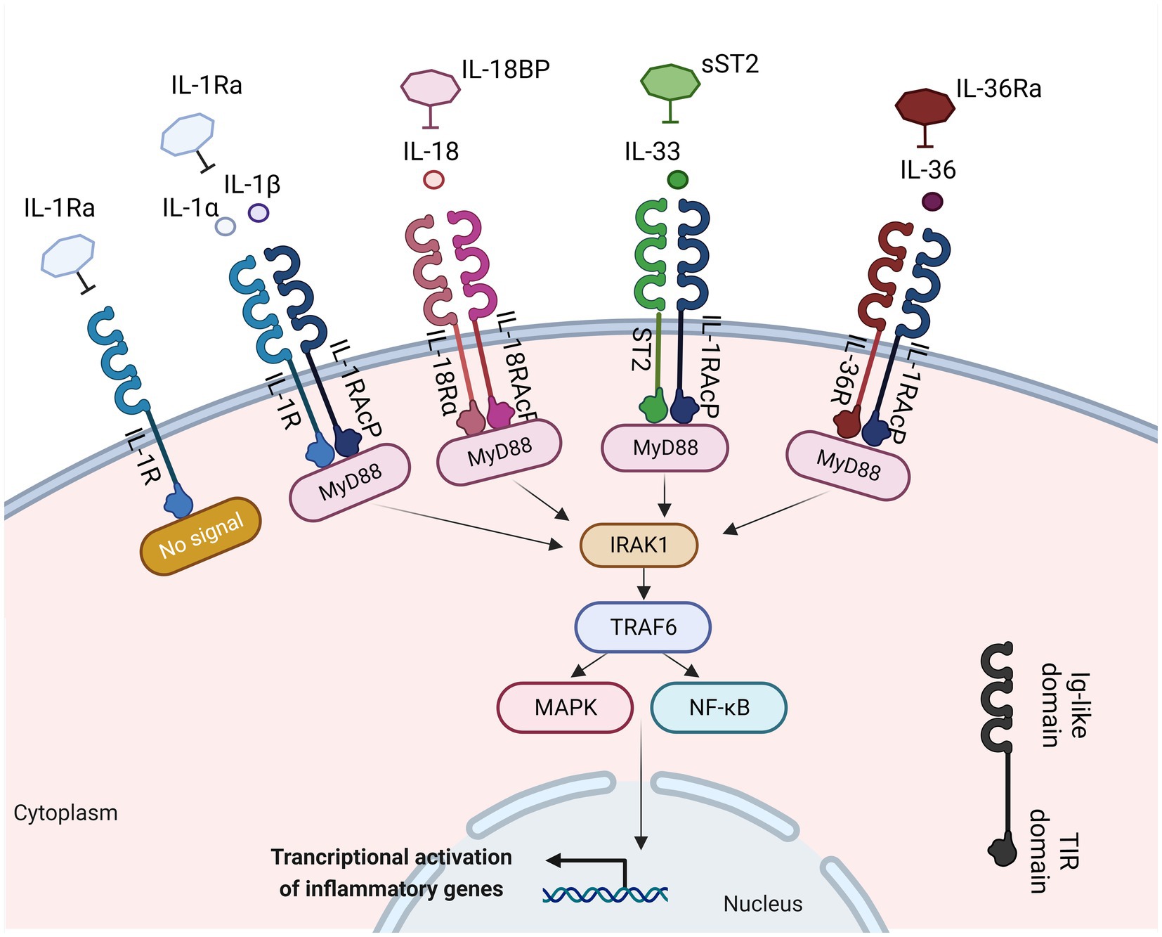 Frontiers Exploring The Role Of Il 1β In Inflammatory Bowel Disease