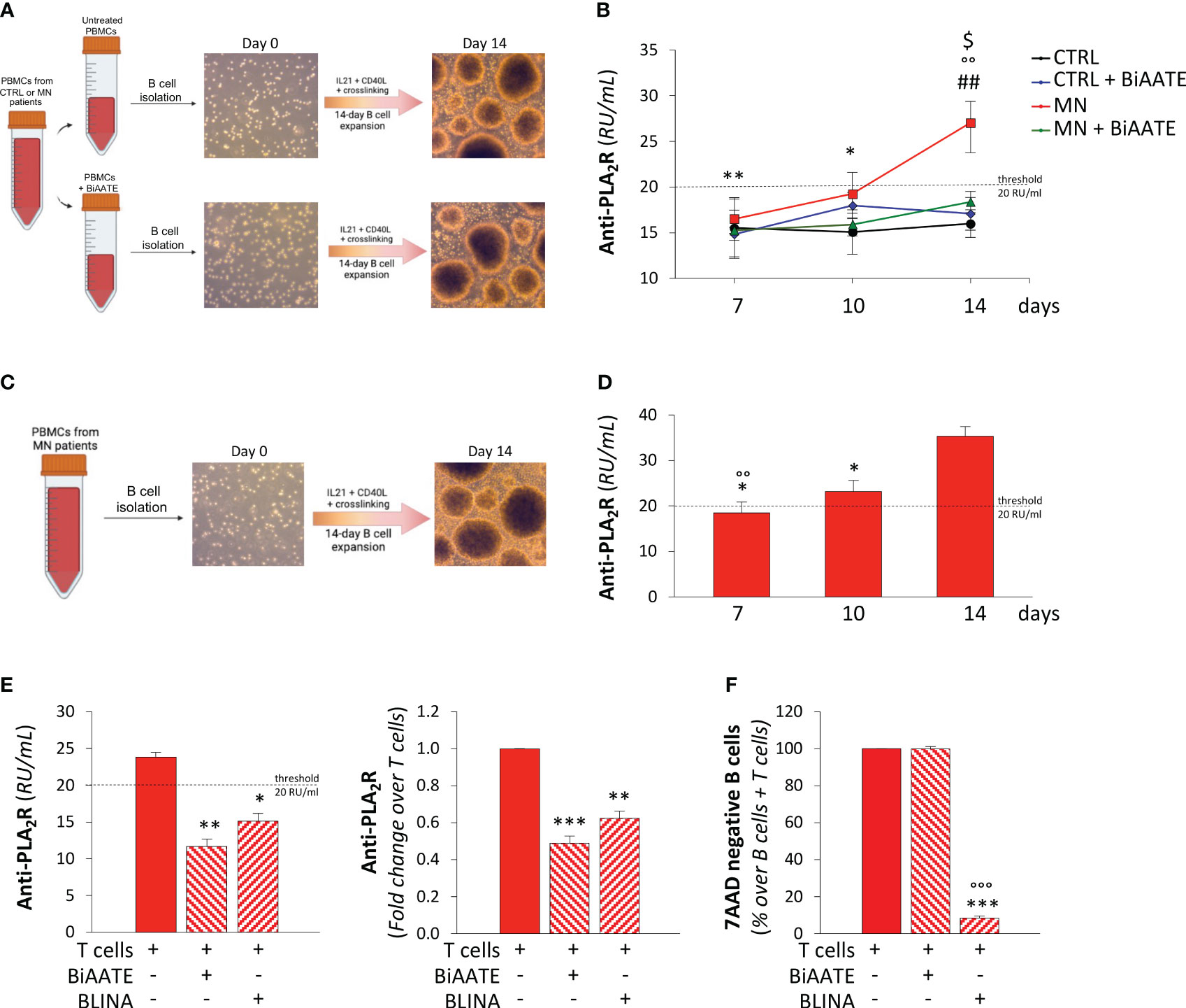 Frontiers | Bi-specific autoantigen-T cell engagers as targeted immunotherapy for autoreactive B ...