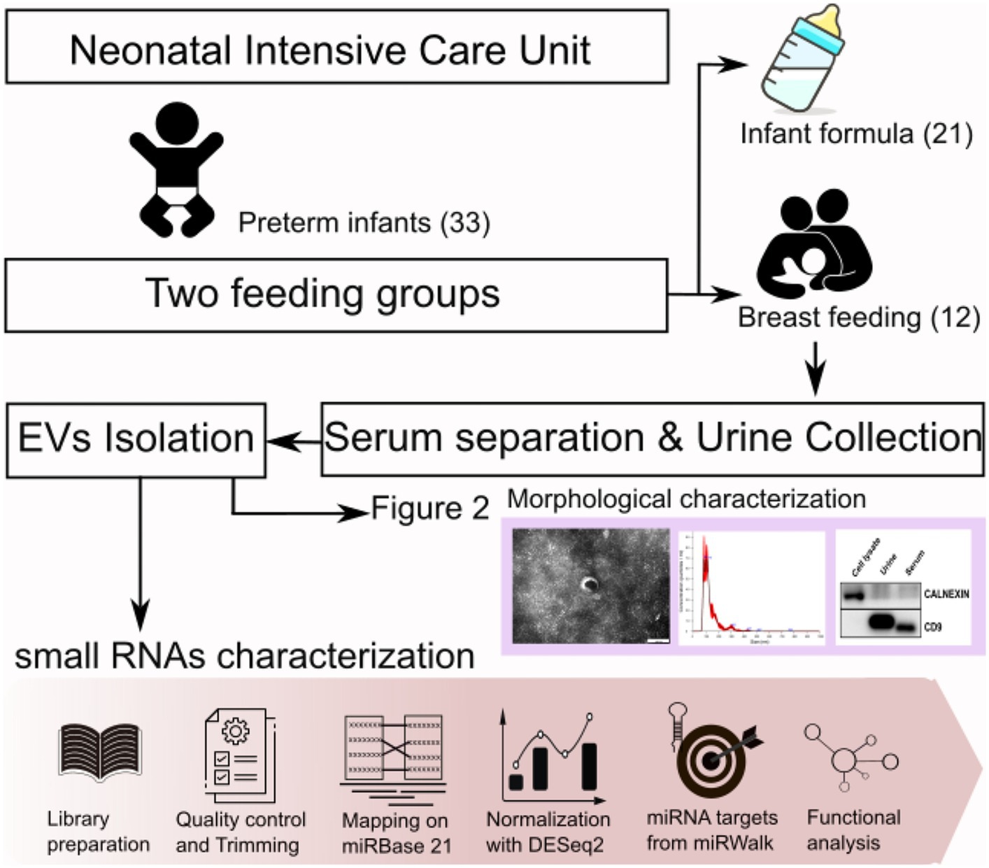 Frontiers Characterization Of Exosomal Micrornas In Preterm Infants