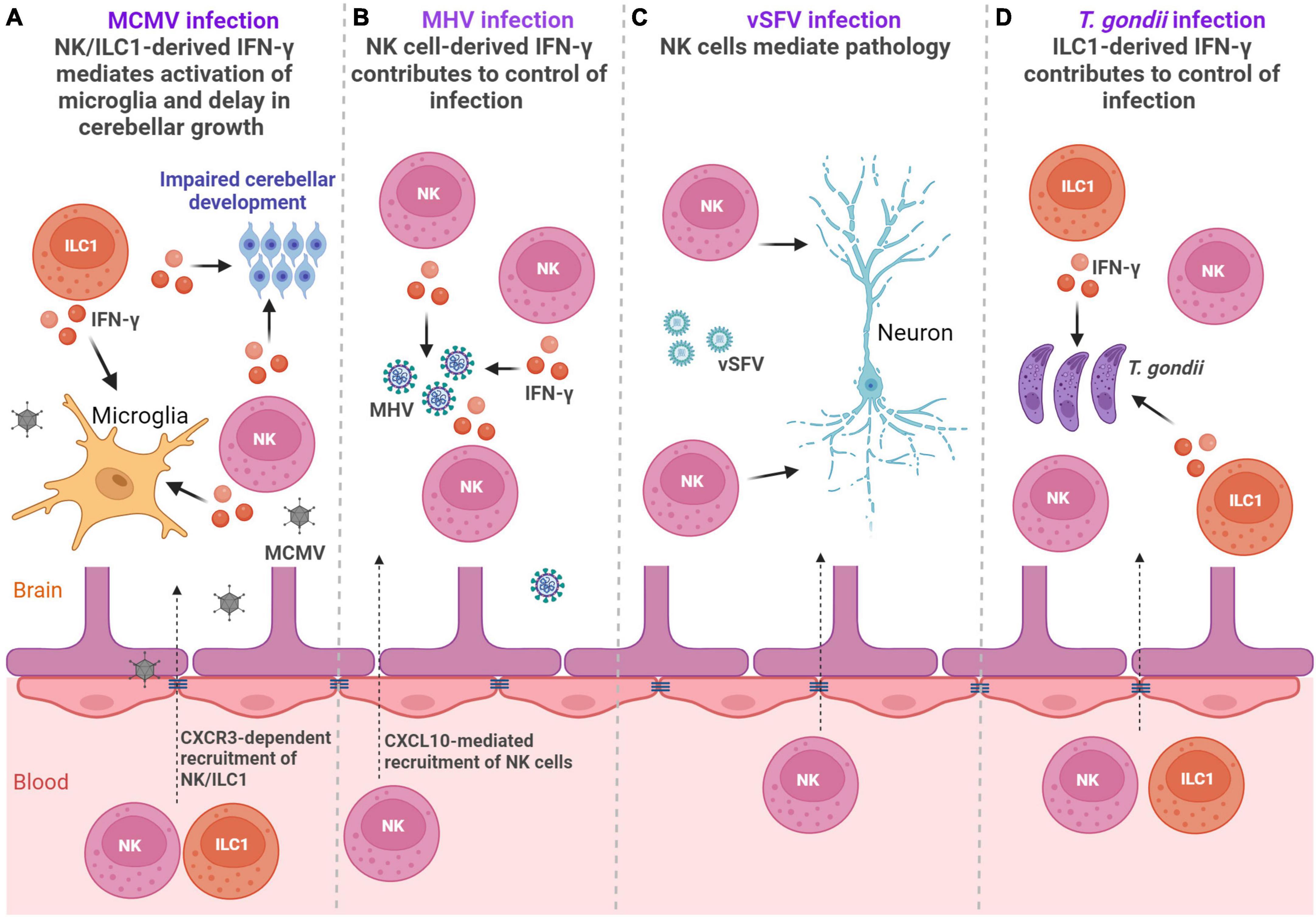 Frontiers Innate Lymphoid Cells In Neuroinflammation