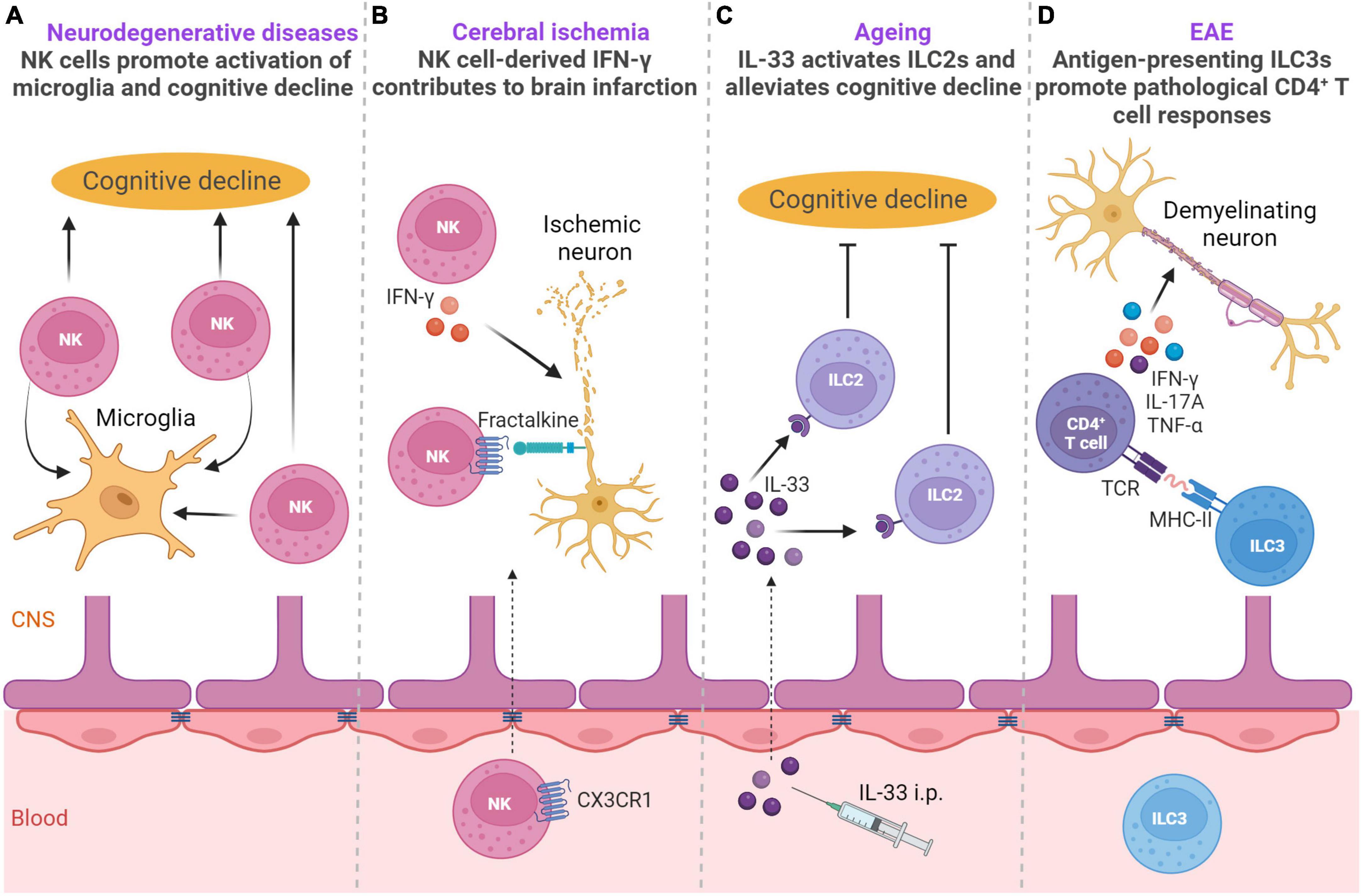 Frontiers Innate Lymphoid Cells In Neuroinflammation