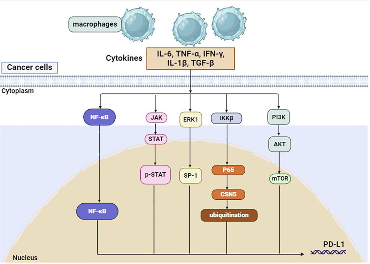 Frontiers | New insights into the role of macrophages in cancer immunotherapy
