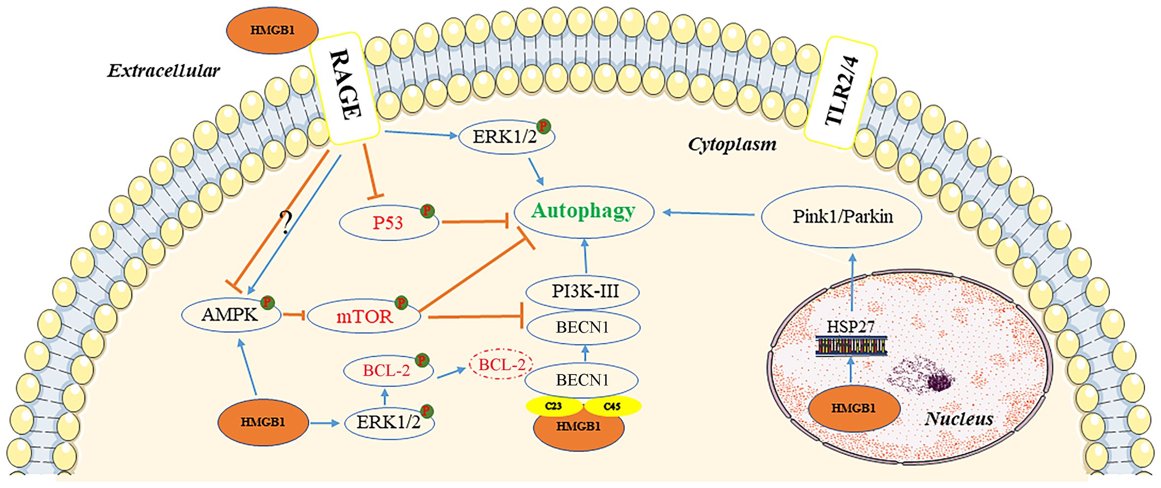 Frontiers Multiple Functions Of Hmgb1 In Cancer
