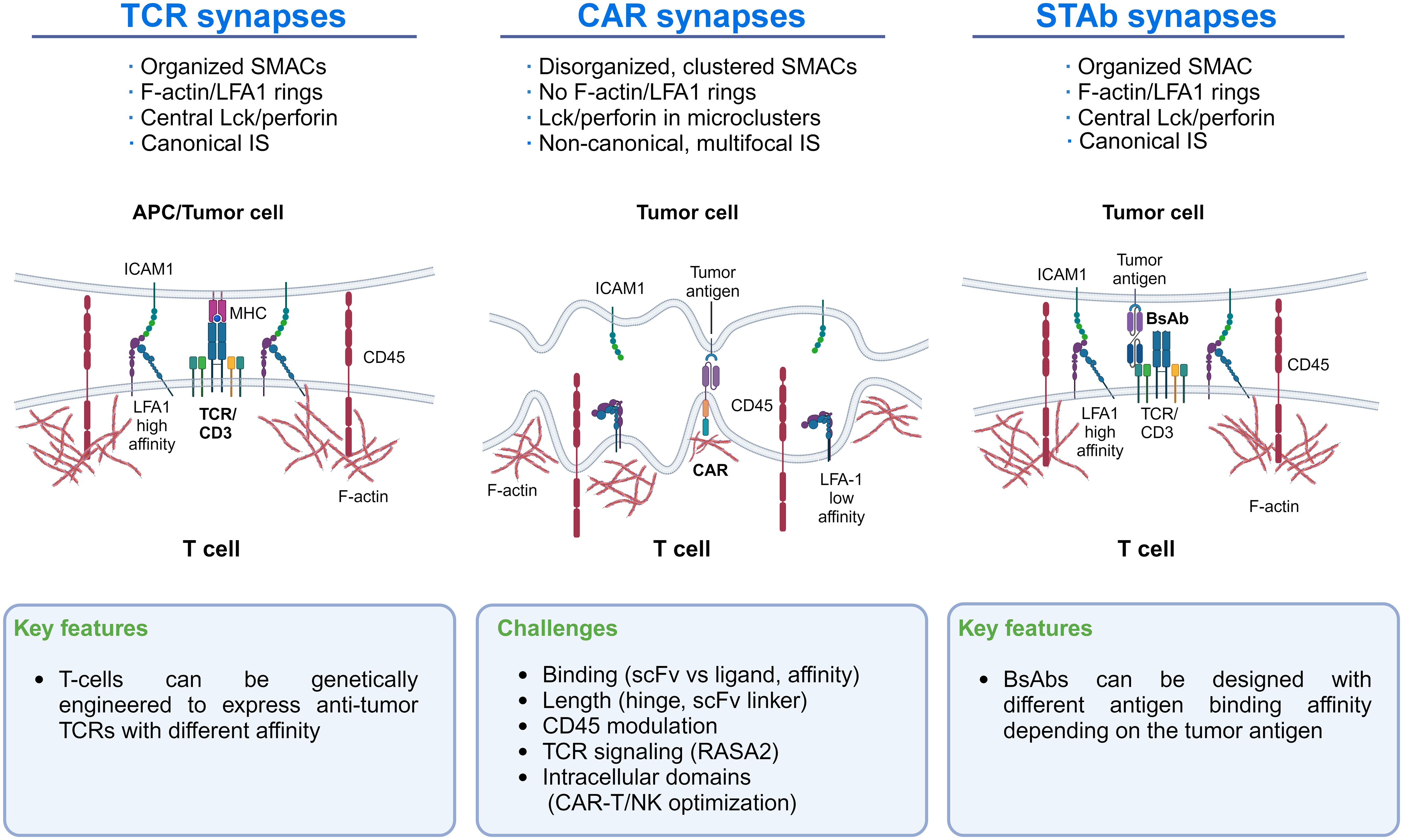 Frontiers | Newer generations of multi-target CAR and STAb-T immunotherapeutics: NEXT CART ...