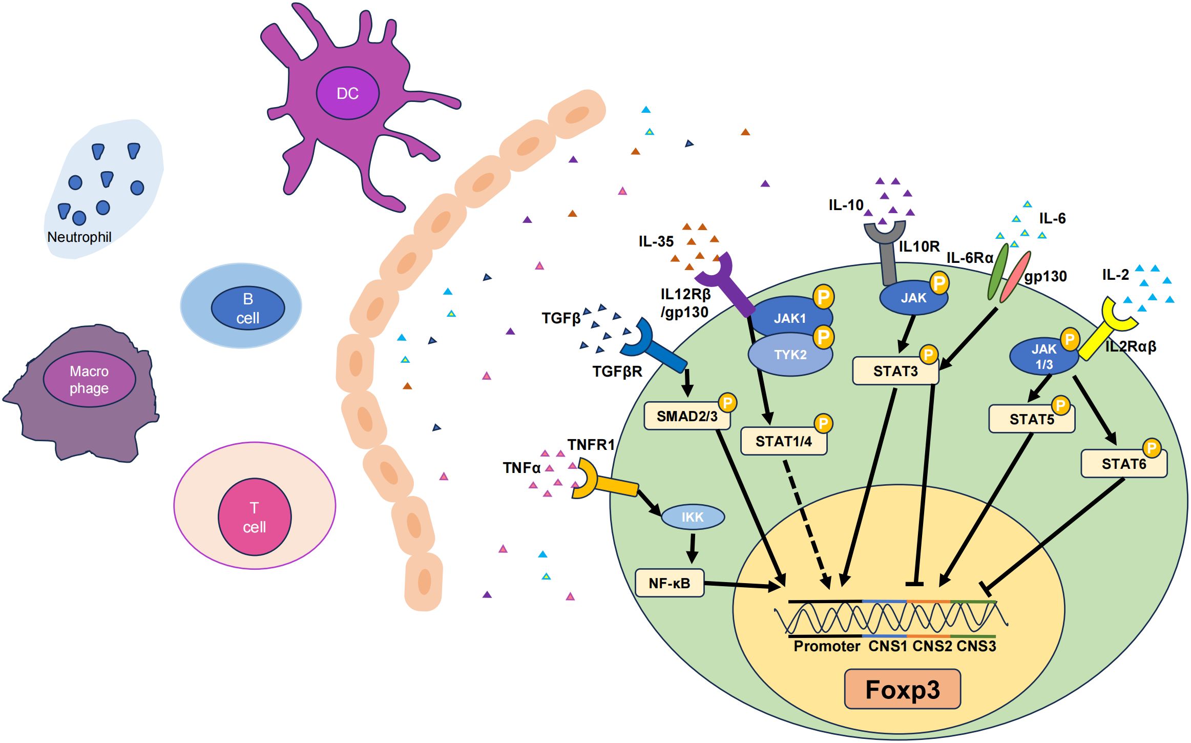 Frontiers | Regulation of Treg cells by cytokine signaling and co-stimulatory molecules