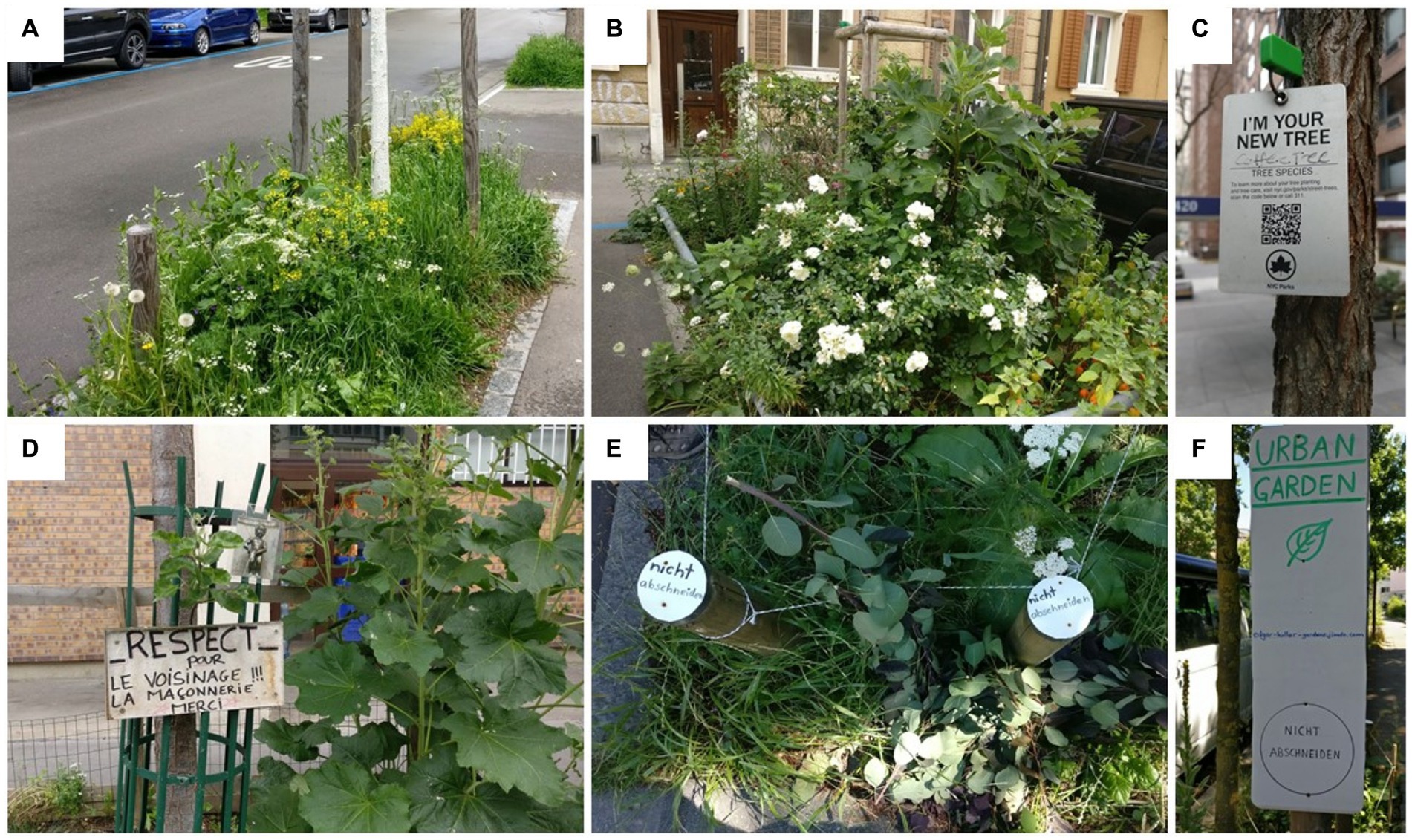 Frontiers | The challenges of urban street trees and how to overcome them