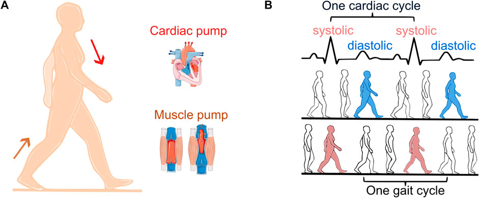 Evidence of spontaneous cardiac-locomotor coupling during daily ...