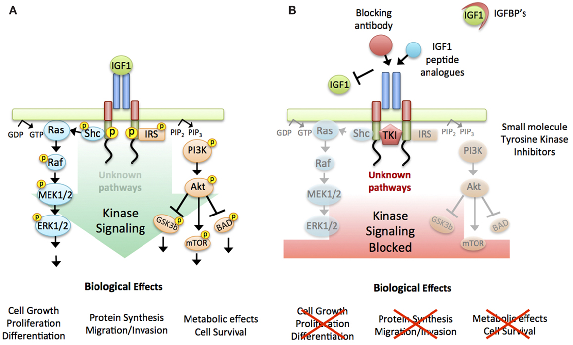 Frontiers Targeting The Igf 1r The Tale Of The Tortoise And The Hare