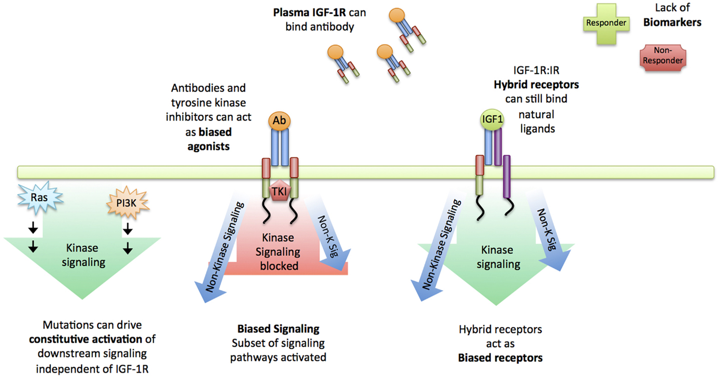 Frontiers Targeting The Igf 1r The Tale Of The Tortoise And The Hare