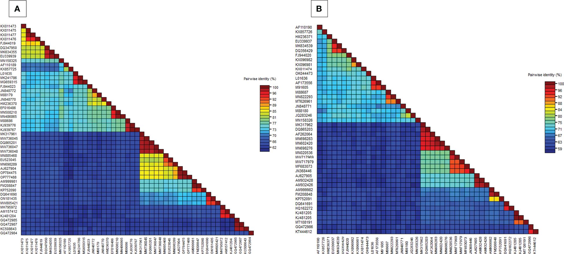 Frontiers | Unveiling mungbean yellow mosaic virus: molecular insights ...