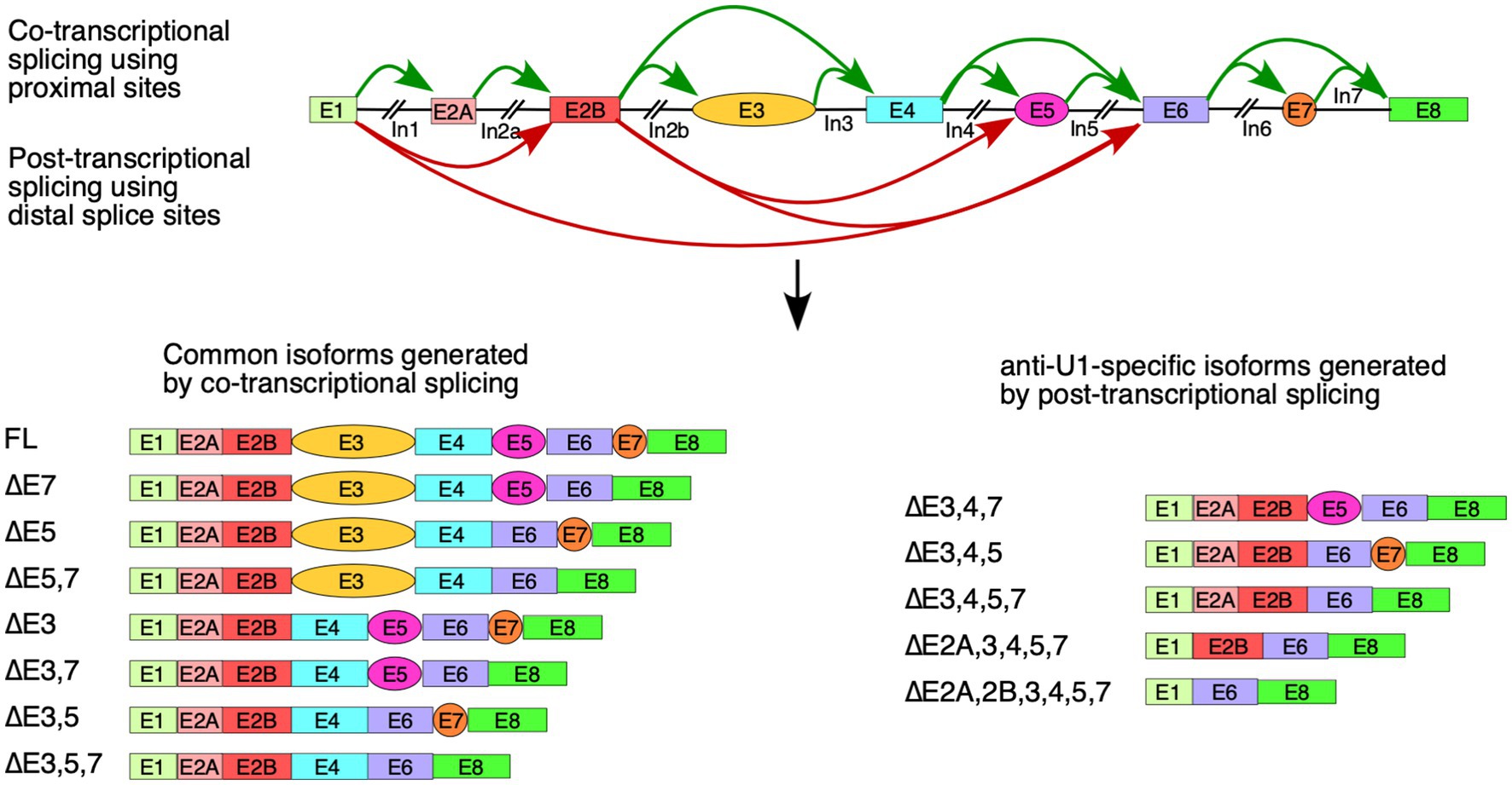 Frontiers | U1 snRNA interactions with deep intronic sequences regulate splicing of multiple ...