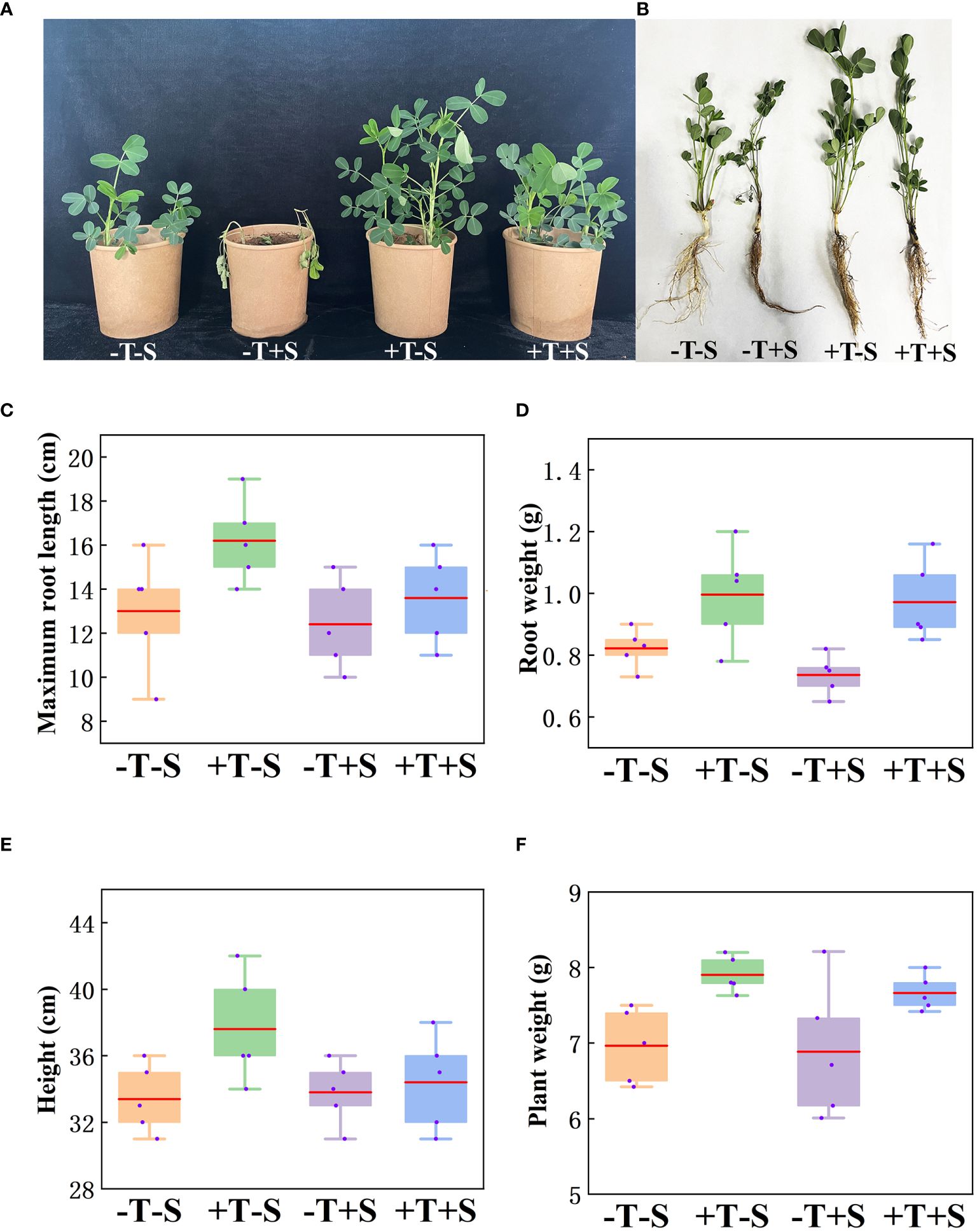 Frontiers | The growth-promoting and disease-suppressing mechanisms of Trichoderma inoculation ...