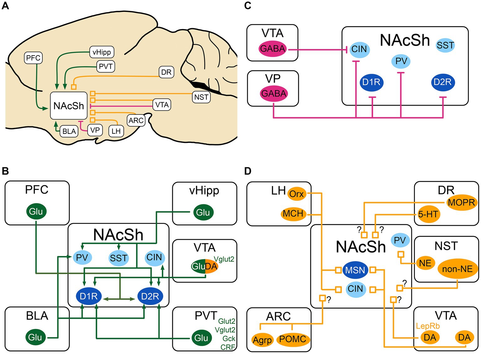 Frontiers | The nucleus accumbens shell: a neural hub at the interface of homeostatic and ...