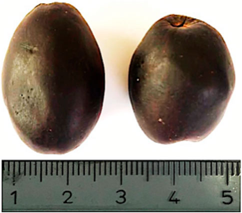 Frontiers | Chemical and nutritional characterization of loengo ...