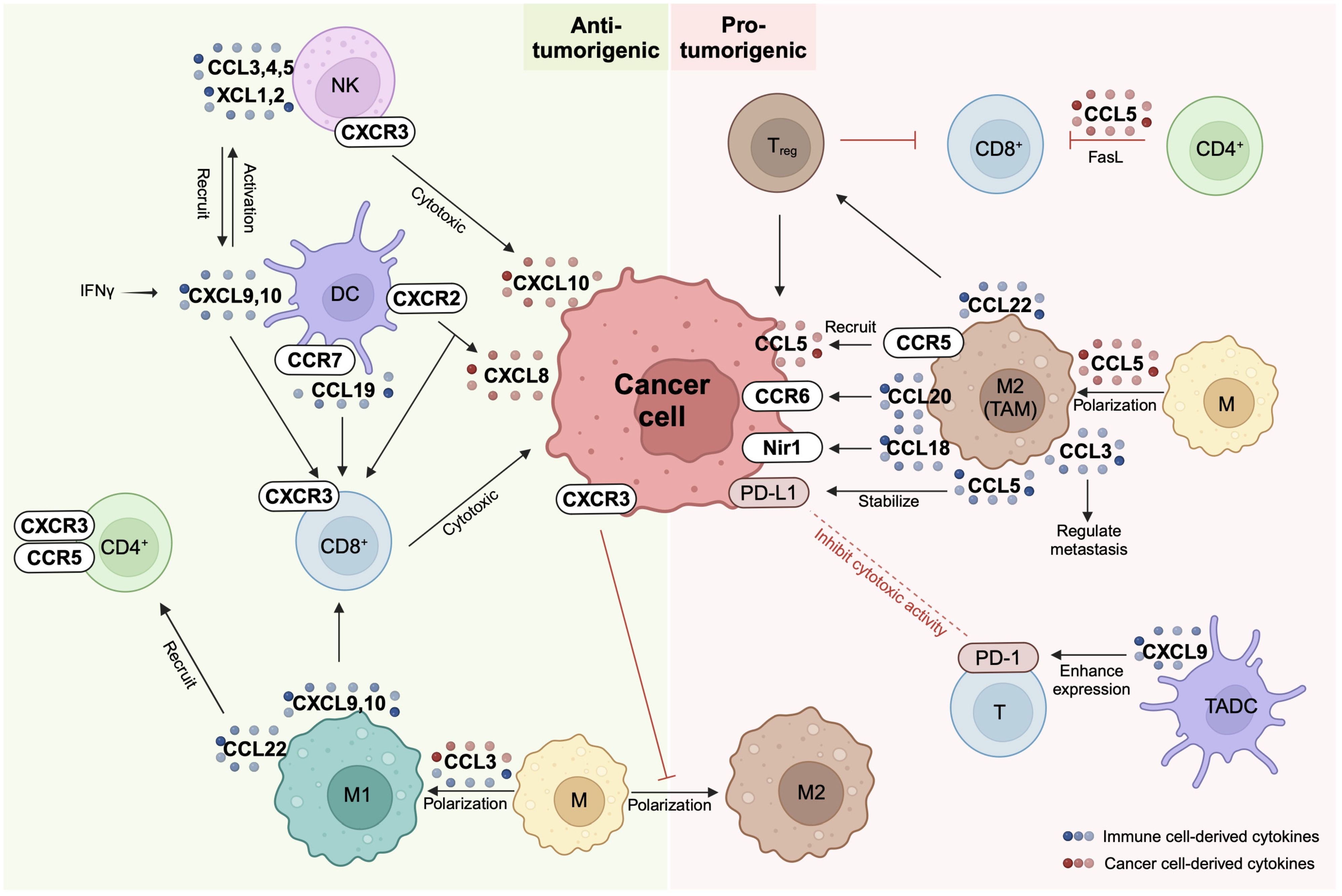 Frontiers | Chemokines in the tumor microenvironment: implications for lung cancer and immunotherapy
