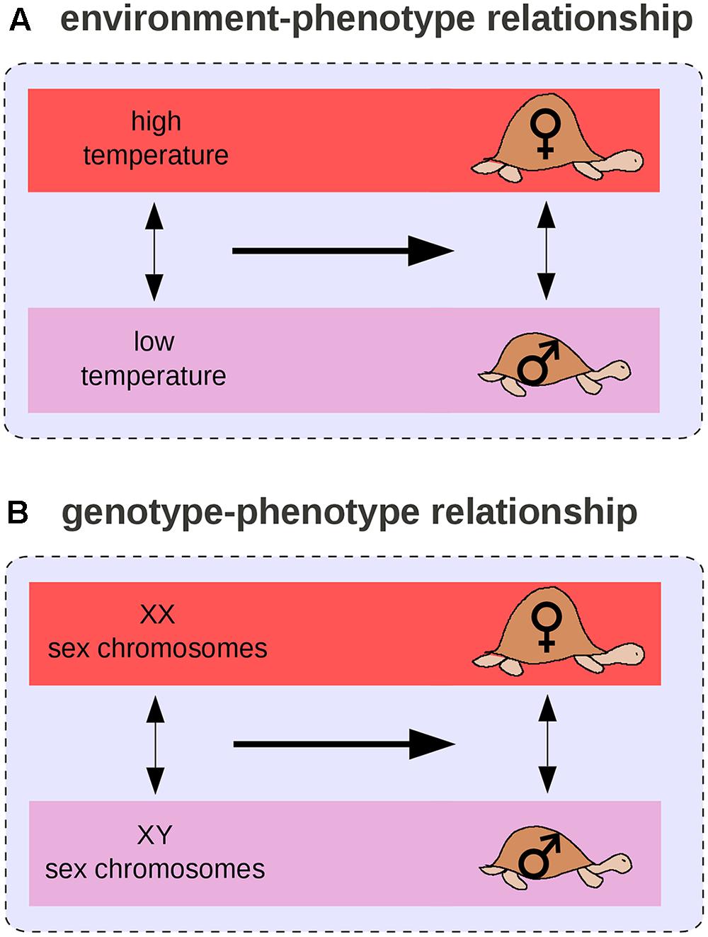 Frontiers The Differential View Of Genotype Phenotype Relationships