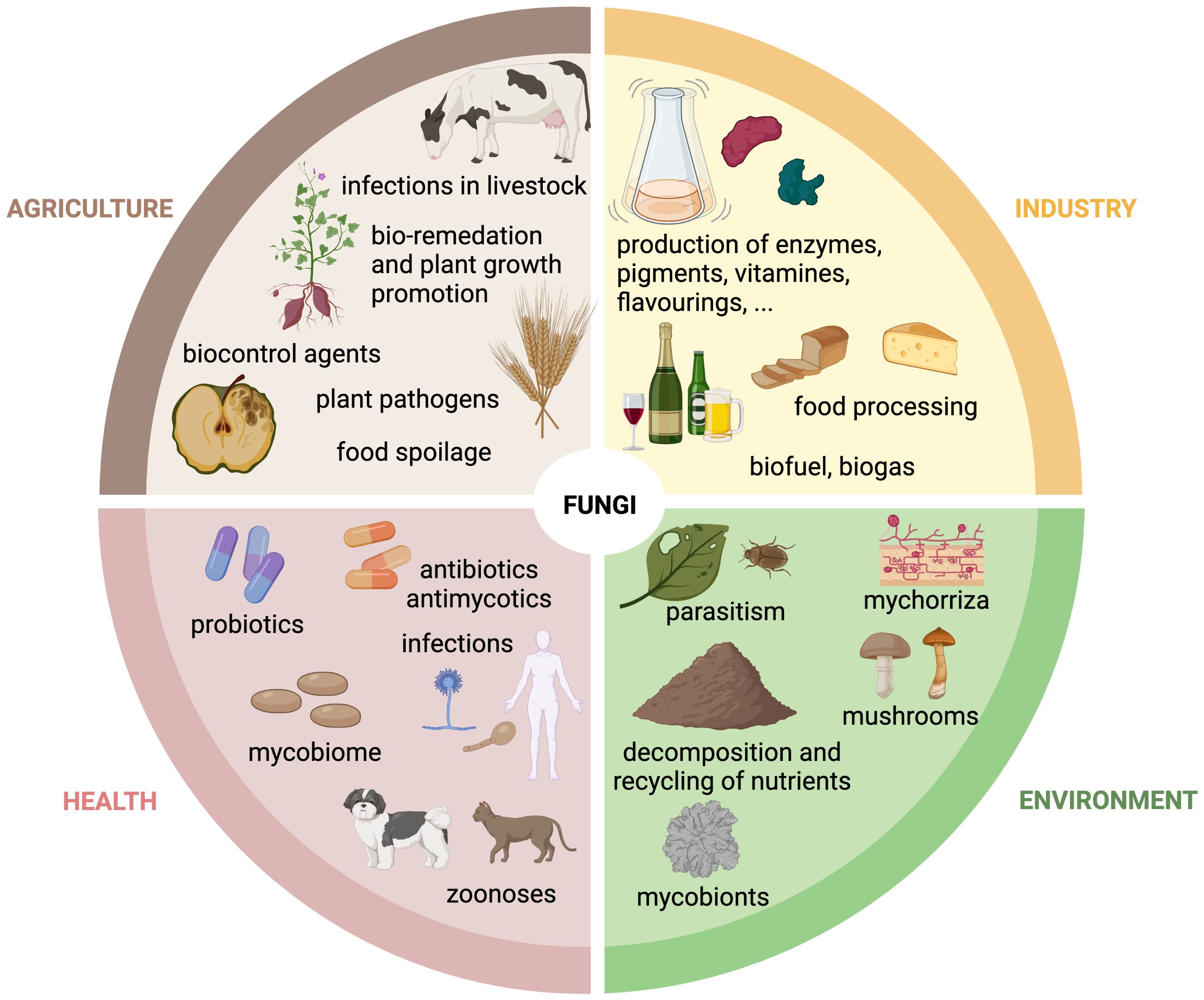 Frontiers | Navigating the fungal battlefield: cysteine-rich antifungal ...