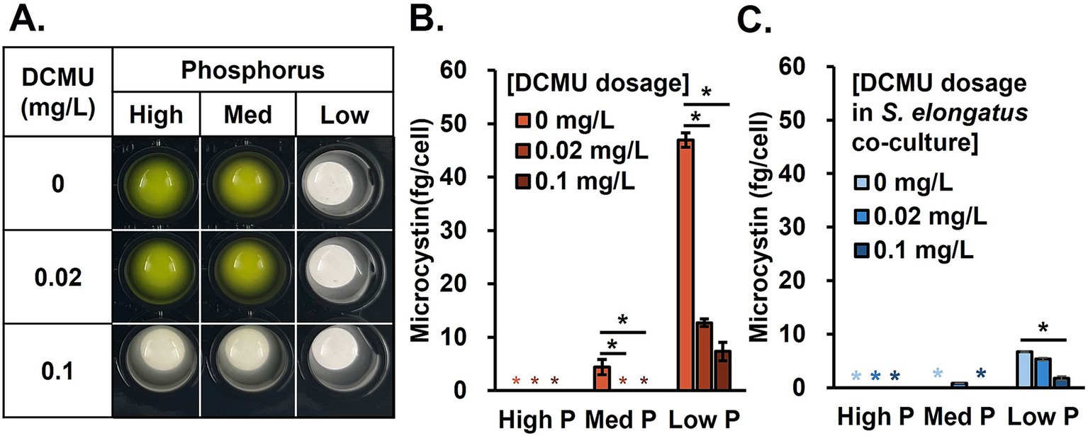 Frontiers | The use of a benign fast-growing cyanobacterial species to control microcystin ...