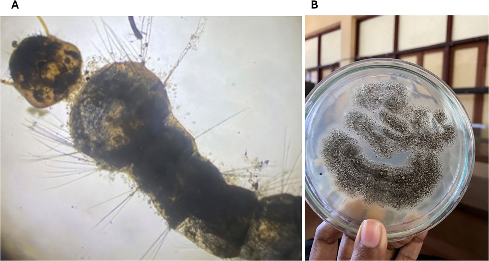 Frontiers | Evaluation of mycoparasitic Trichoderma atroviride and entomopathogenic Aspergillus ...