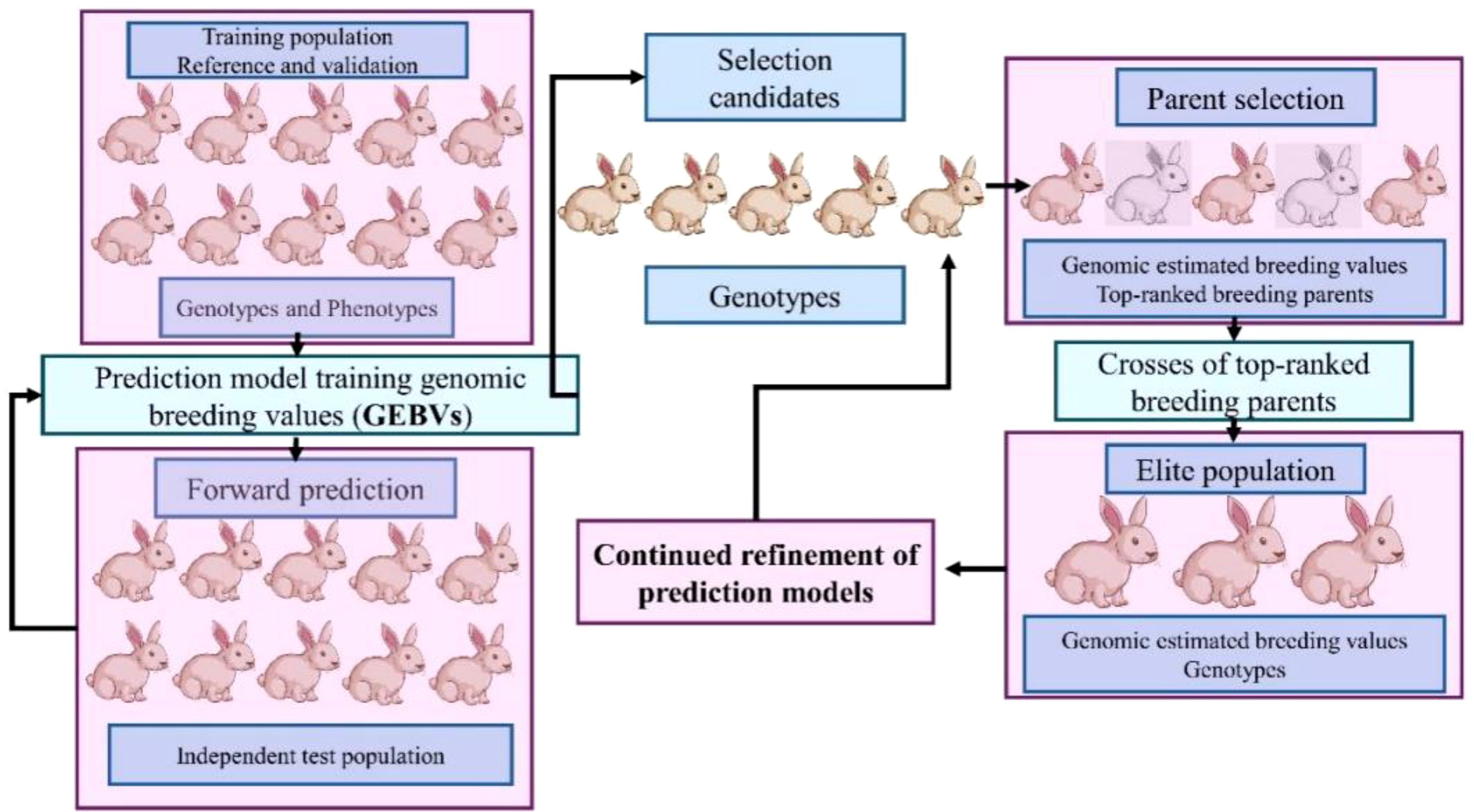 Frontiers | Enhancing rabbit farming efficiency with integrated genomics and nutritional strategies